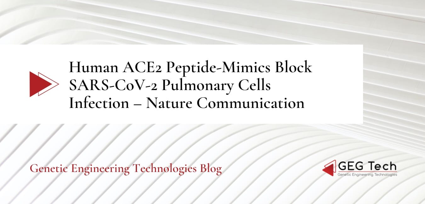 Human ACE2 Peptide-Mimics Block SARS-CoV-2 Pulmonary Cells Infection ...
